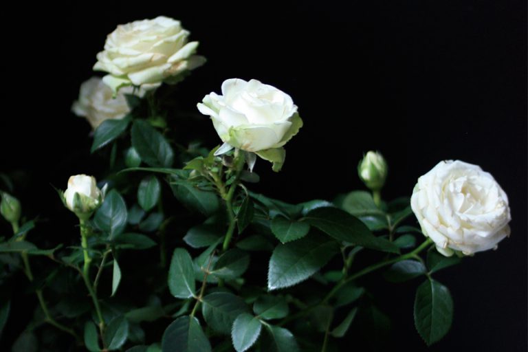 Houseplant of the Month July: Potted Rose - Urban Jungle Bloggers