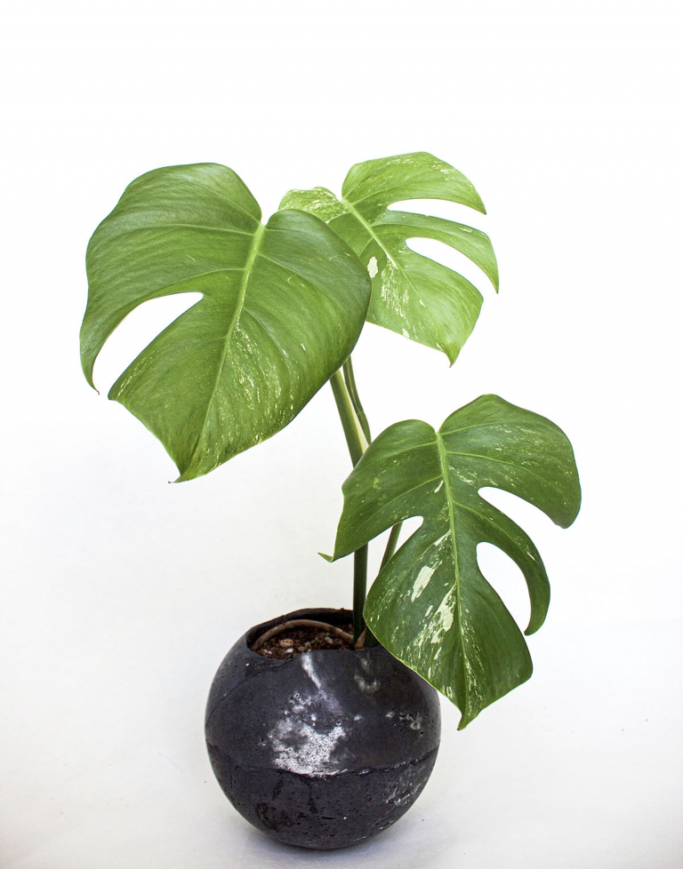 Dirty Roots Berlin - Urban Jungle Bloggers