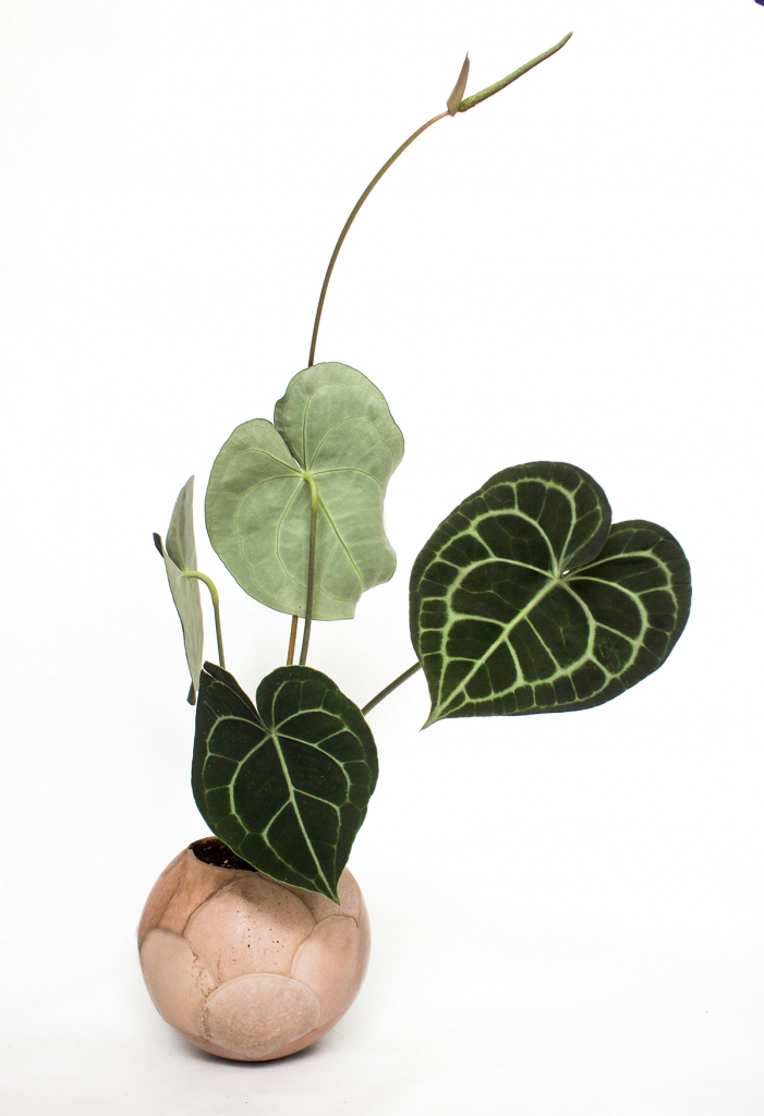 Dirty Roots Berlin - Urban Jungle Bloggers