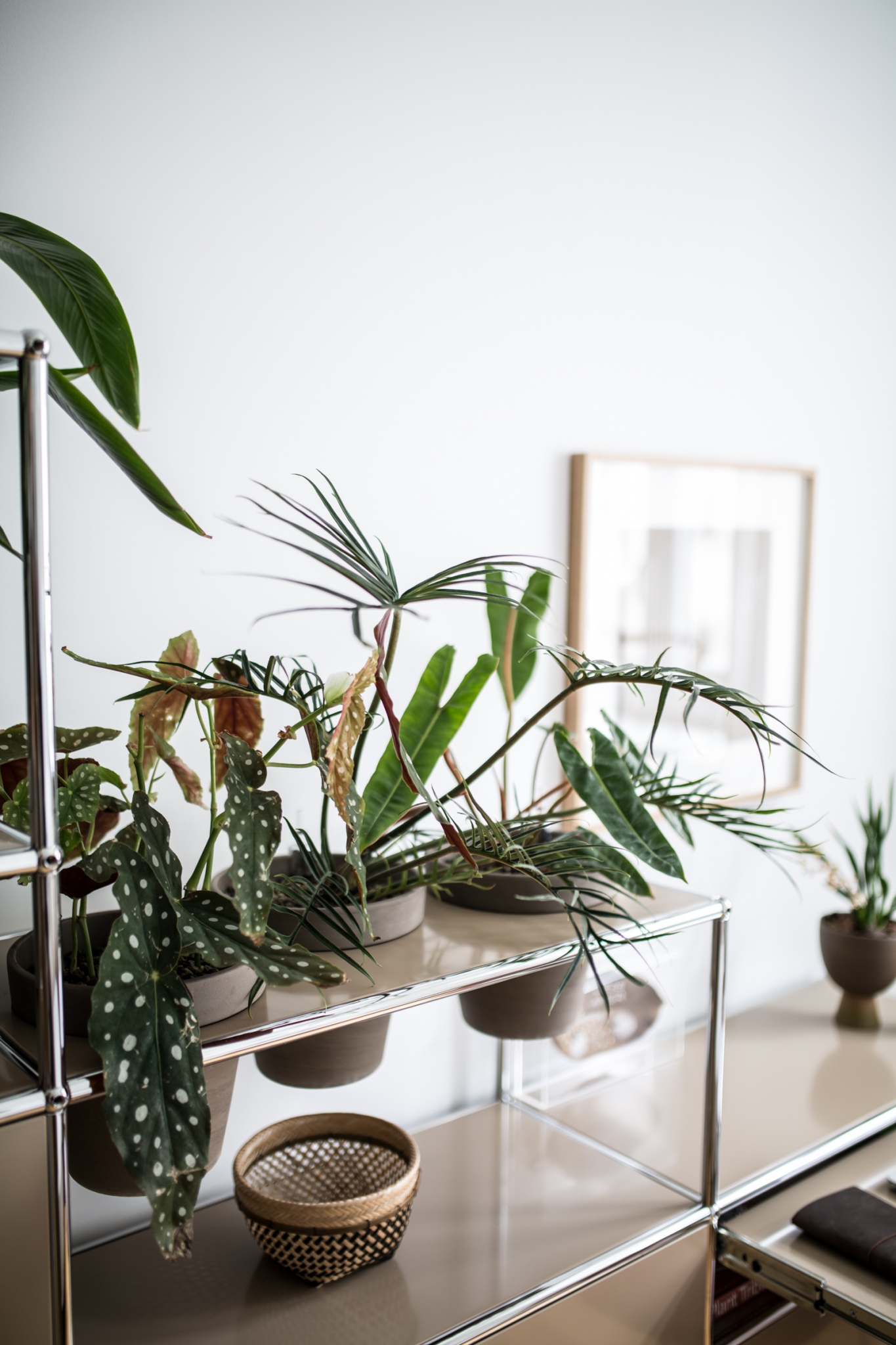 World of Plants for USM Haller - A Berlin Home Office - Urban Jungle ...